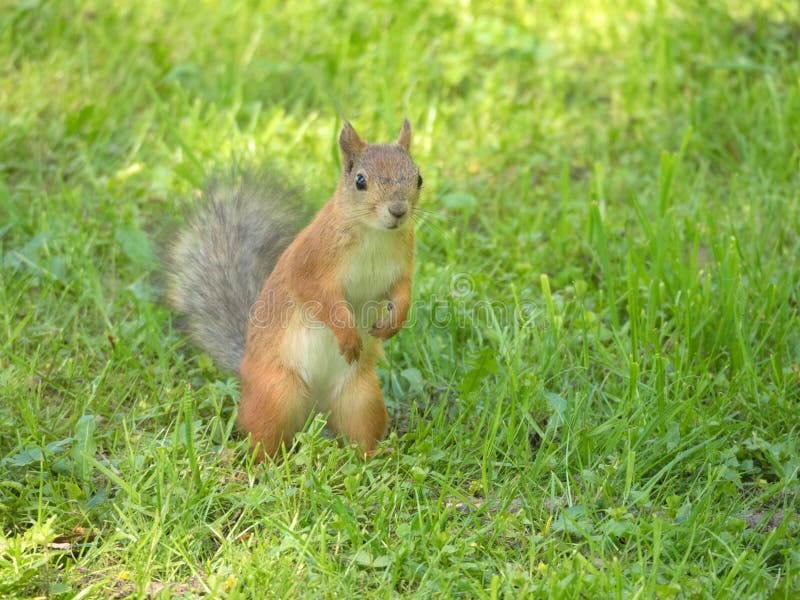 Portrait of a Squirrel in Spring Stock Image - Image of nature, cute ...