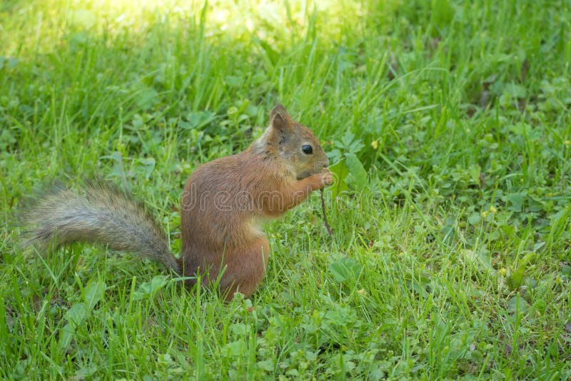 Squirrel in spring stock image. Image of portrait, spring - 258516575