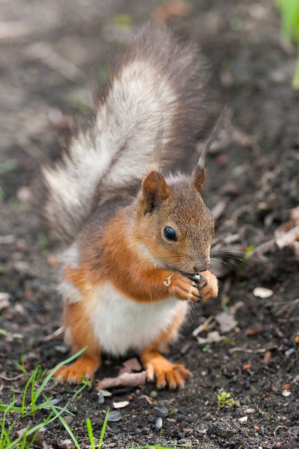 Portrait of a squirrel stock photo. Image of squirrel - 66477786