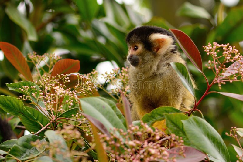 Squirrel monkey in a tree stock photo. Image of closeup - 108062744
