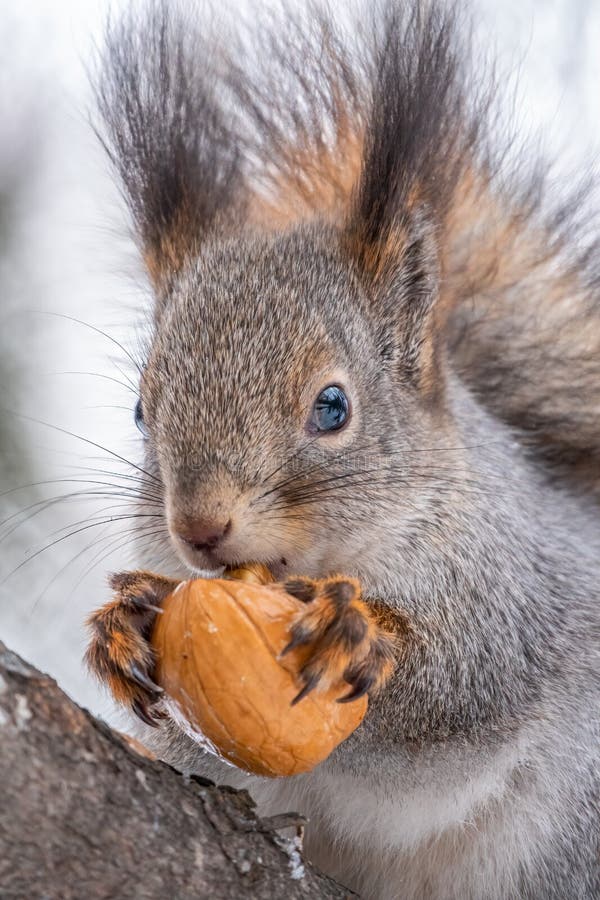 Portrait of a Squirrel with Nut in Winter or Autumn Stock Photo - Image ...