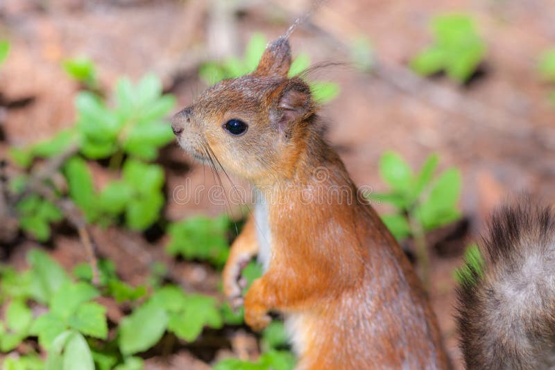Two squirrels stock photo. Image of tree, wood, brown - 2247302