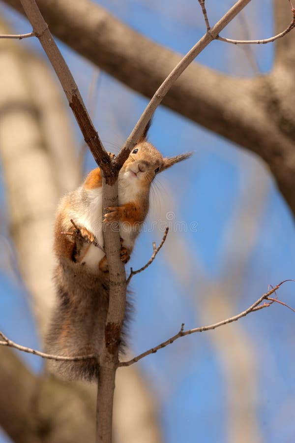 Squirrel on a tree branch stock image. Image of tail - 227471031