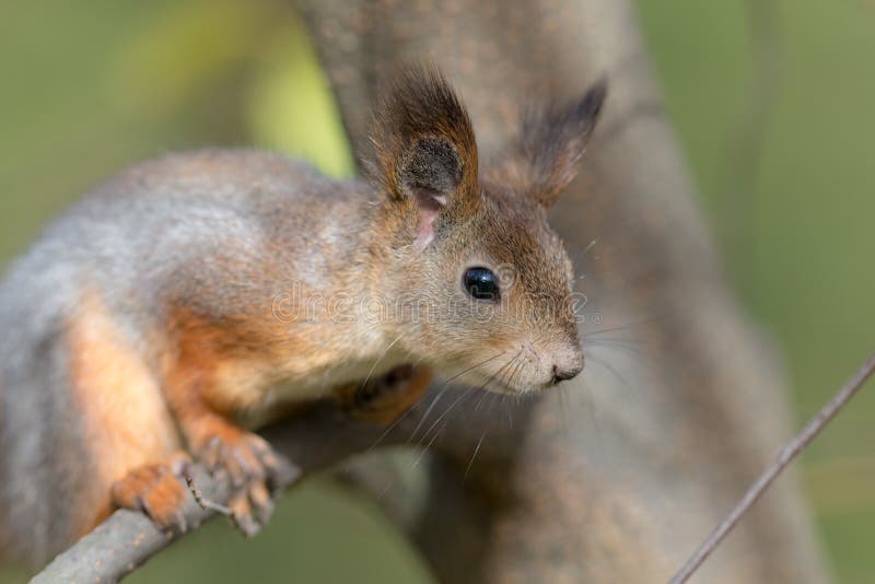 Portrait of a squirrel stock photo. Image of whisker - 45730086