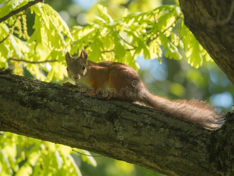 Portrait of a Squirrel on a Tree Stock Image - Image of spring ...