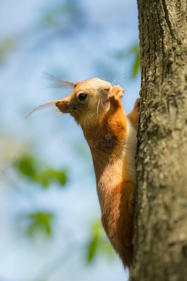 Portrait of a Squirrel on a Tree Trunk Stock Photo - Image of tree ...