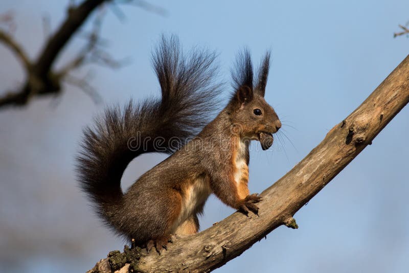 Squirrel with walnut stock image. Image of carries, walks - 27853997