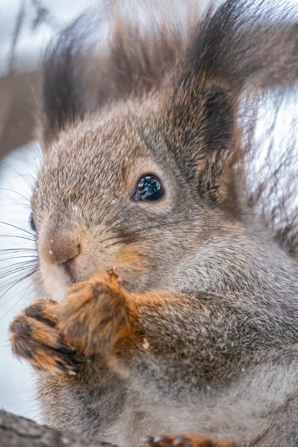 Portrait of a Squirrel in Winter Stock Image - Image of cold, portrait ...