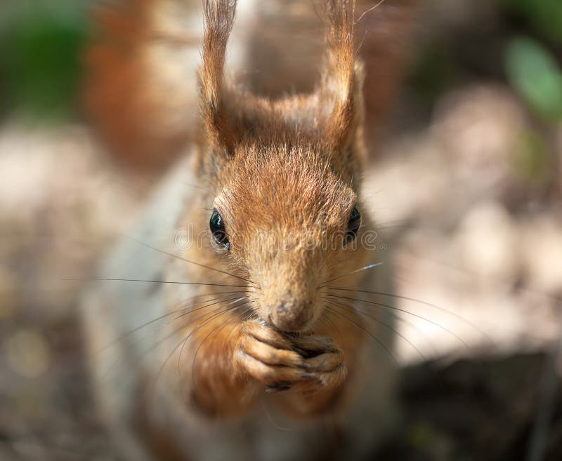 Portrait of a squirrel stock photo. Image of boke, squirrel - 31414788
