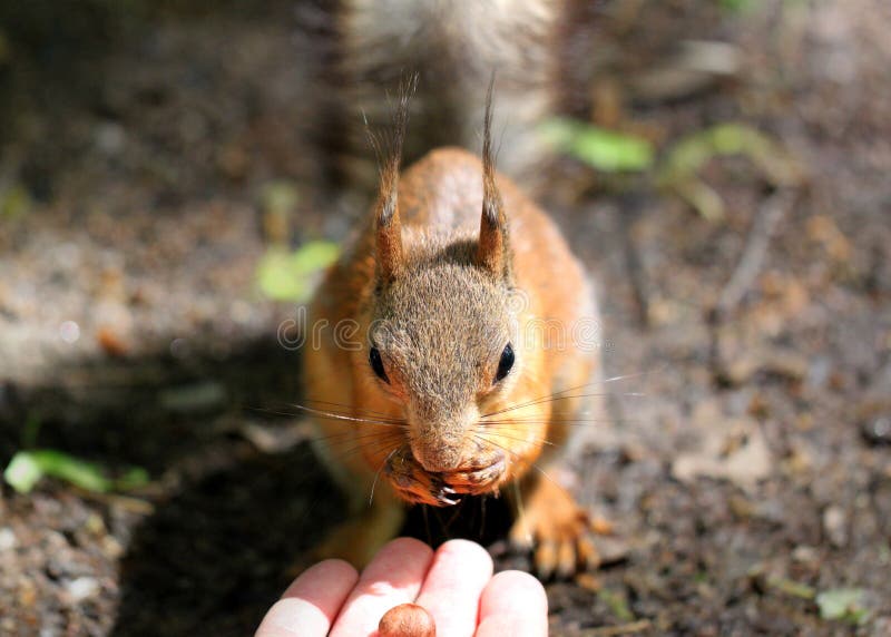 1,416 Adorable Furry Red Squirrels Stock Photos - Free & Royalty-Free ...