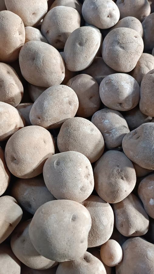 Portrait of a Stack of Potato Seeds in a Warehouse Stock Photo - Image ...