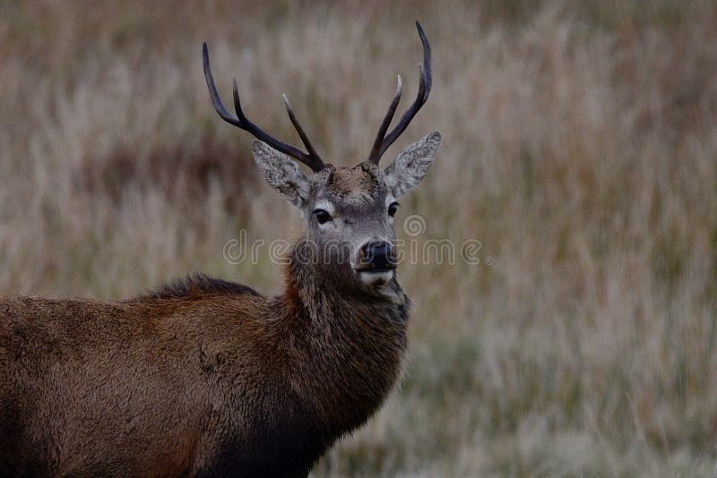 Portrait of stag stock photo. Image of shot, looking - 297211098