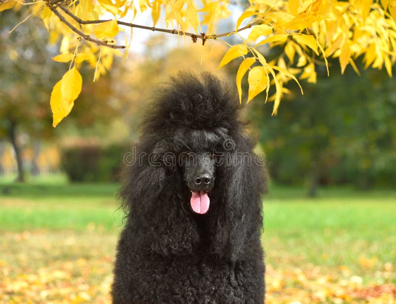 Portrait of Standart Poodle Stock Photo - Image of fall, leaves: 261150470