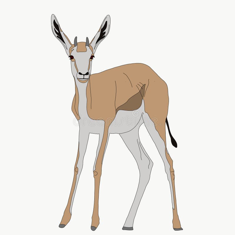 Springbok Stock Illustrations – 700 Springbok Stock Illustrations ...
