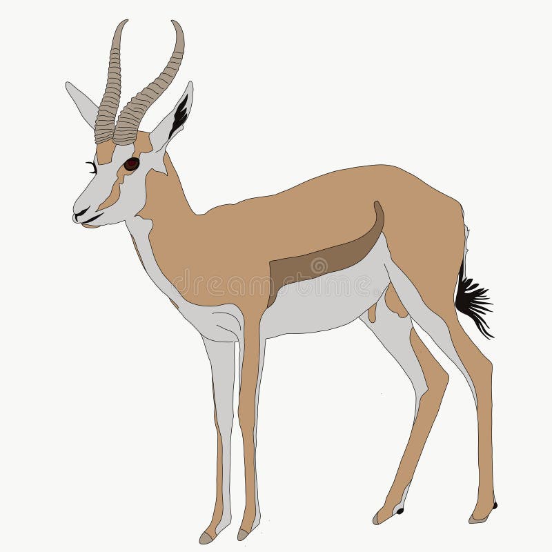 Springbok Stock Illustrations – 480 Springbok Stock Illustrations ...