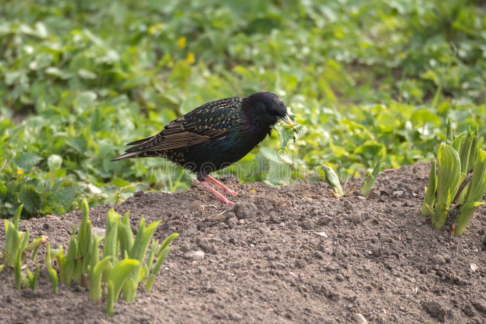 Portrait of a starling stock image. Image of nature - 247156459