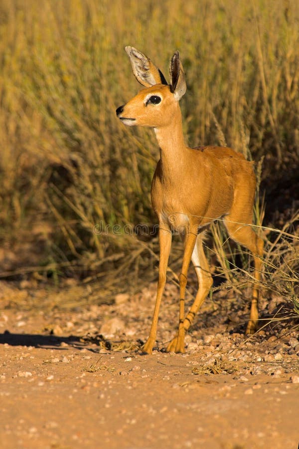 African Wildlife stock image. Image of animals, kenya - 20763071
