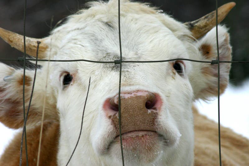 Portrait of a steer stock photo. Image of rural, animals - 394654