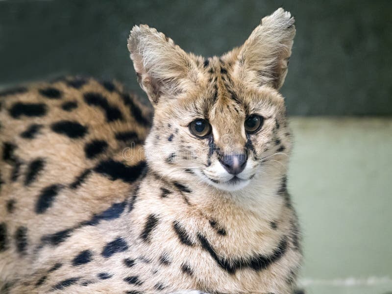 Portrait of Serval Wild Cat Stock Photo - Image of natural, nature ...