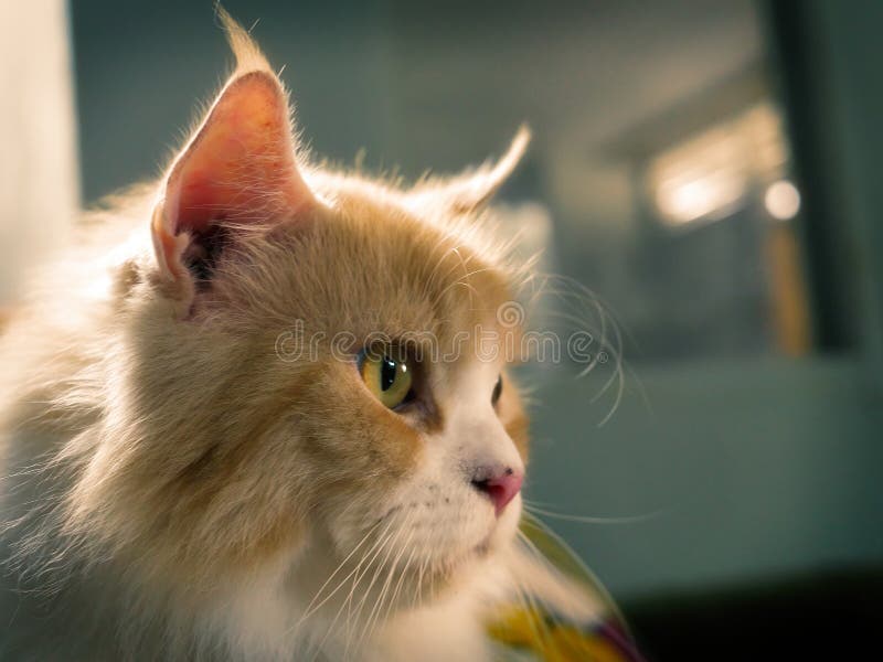 Portrait of a Straight-haired Brown Cat Stock Image - Image of ...