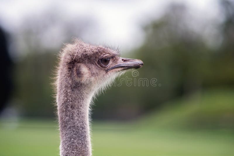 Portrait of straus stock image. Image of cute, face - 151335801