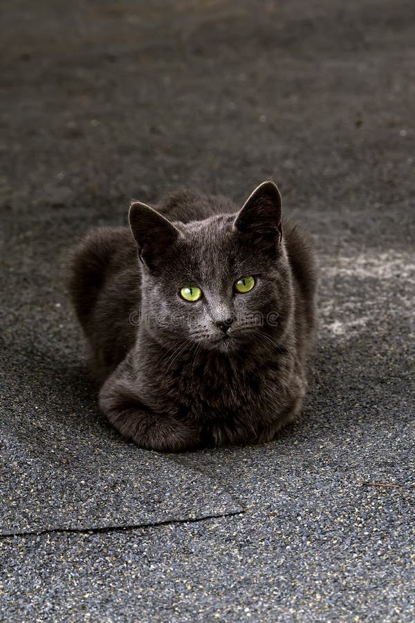 Portrait of a stray cat stock image. Image of urban, feline - 58651017