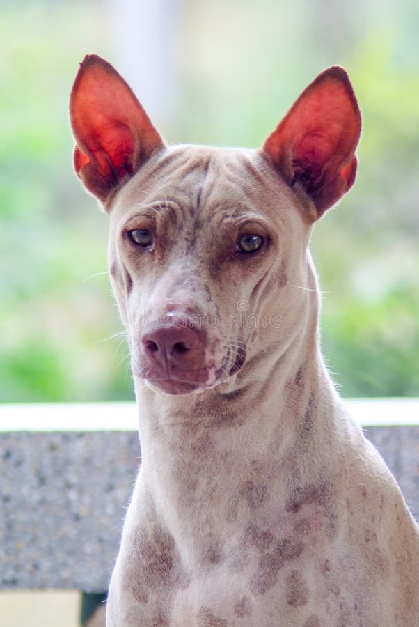 Portrait of Stray Dog Looking at Camera Stock Photo - Image of portrait ...