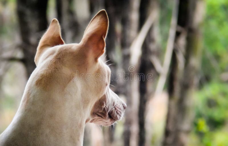 Portrait of stray dog stock photo. Image of stray, head - 146115594