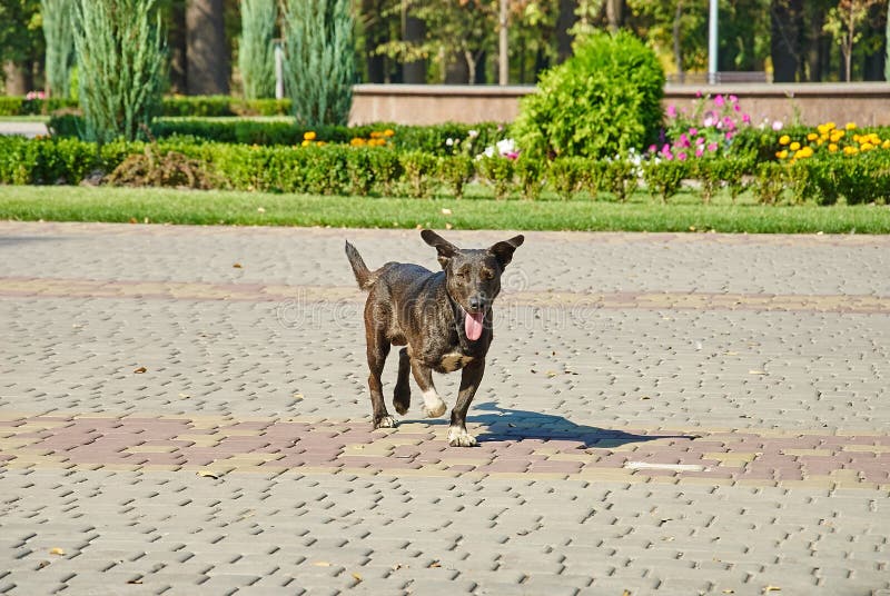 Portrait of a Stray Dog Outdoors Stock Image - Image of outdoors ...