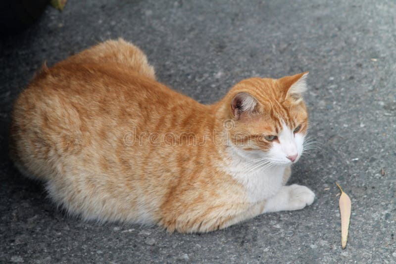 Stray Ginger Cat on a Shabby Street Stock Image - Image of outdoor ...