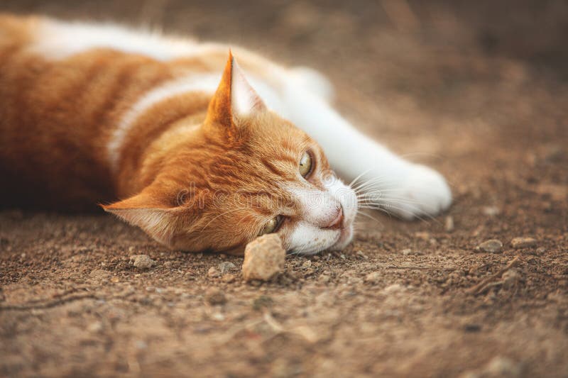 Portrait of a Stray Red Cat. Ginger Stray Cat Lying Outdoors in Greece ...