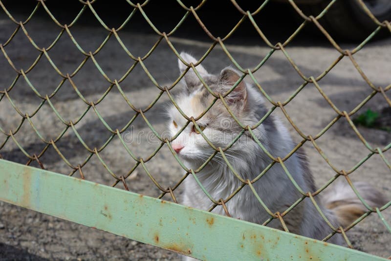 Portrait Stray Young White Cat Stock Image - Image of hair, nomad: 76119257