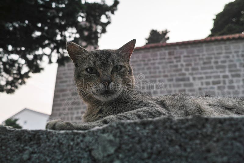 Portrait of street cat stock image. Image of animal, cute - 73672325