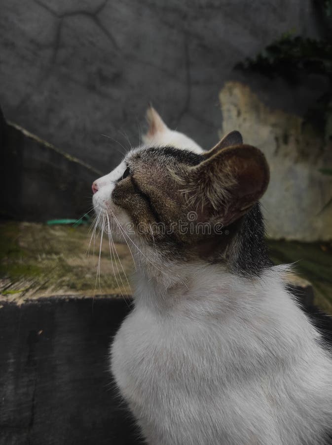 Portrait of a Street Cat from the Side, Looks Very Friendly Cat Stock ...