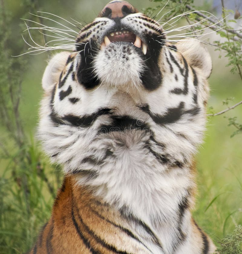 Tigers Stretched Stock Photos - Free & Royalty-Free Stock Photos from ...