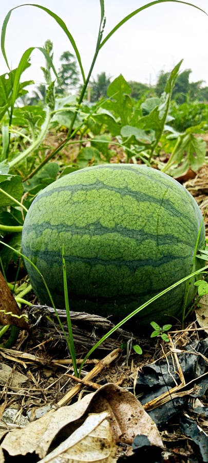 Portrait of Stripe Watermelon Fruit on the Ground Stock Photo - Image ...