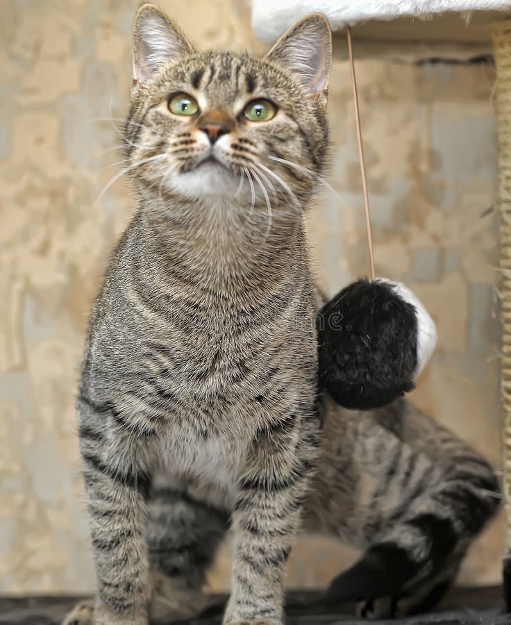 Portrait of a striped cat stock image. Image of adorable - 40246439