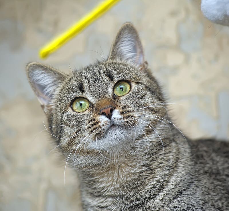 Portrait of a striped cat stock image. Image of female - 40246495