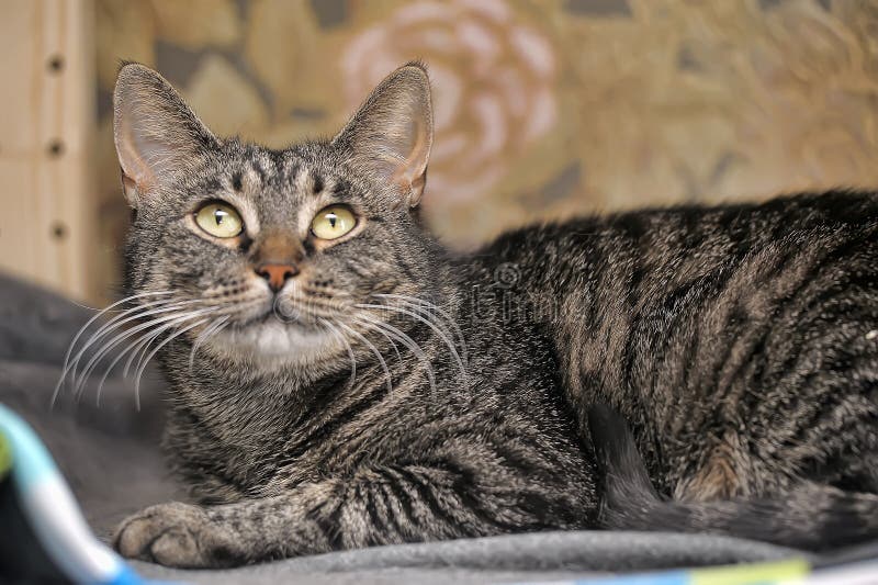 Portrait of a striped cat stock image. Image of furry - 40248417