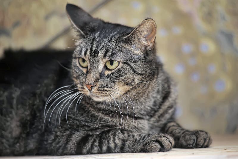 Portrait of a striped cat stock image. Image of curious - 40248527