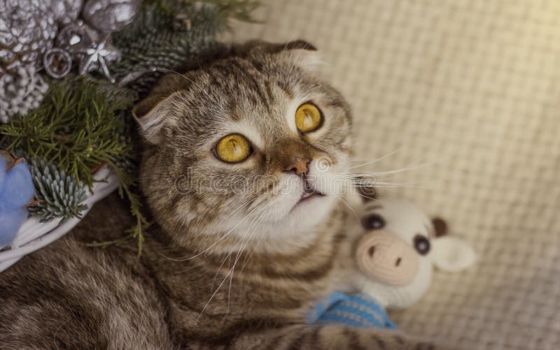 Portrait of a Striped Cat Hugging a Toy Stock Photo - Image of ...