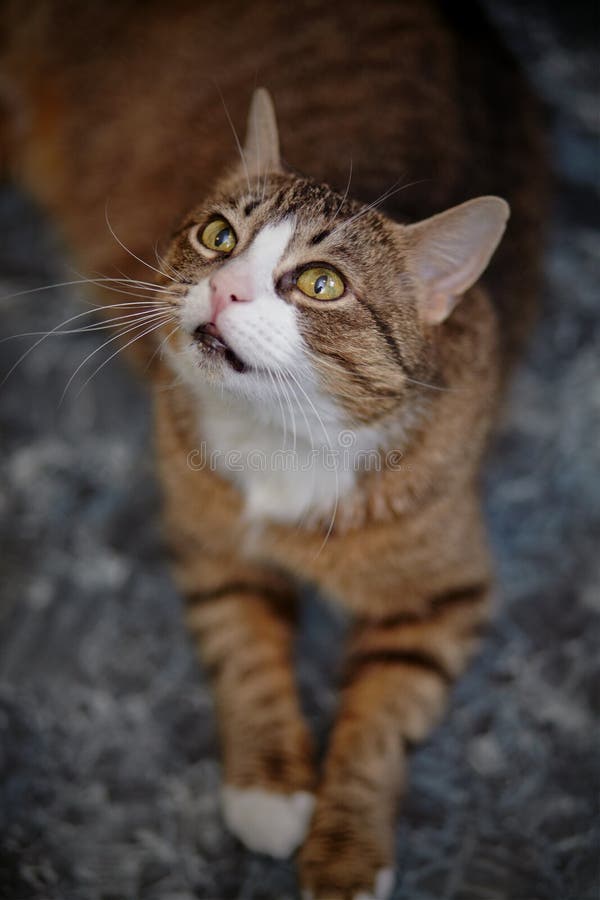 Portrait of the Striped Cat Stock Photo - Image of fluffy, playful ...
