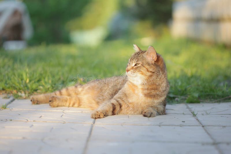Portrait of Striped Domestic Cat Lying on the Ground Stock Photo ...