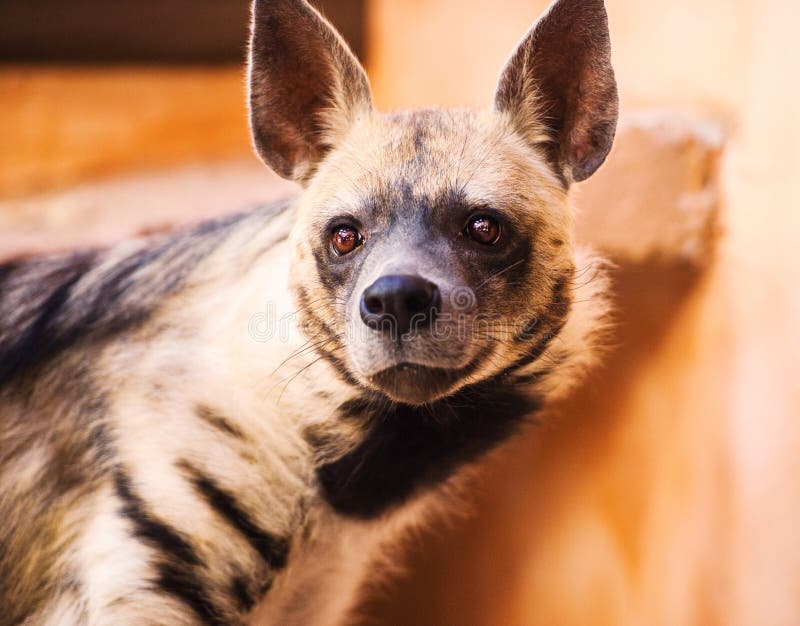 Portrait of Striped Hyena (Hyaena Hyaena Stock Photo - Image of africa ...