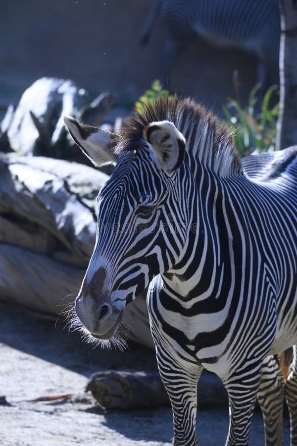 Striped Zebra Standing in the Sun, Portrait Stock Image - Image of ...