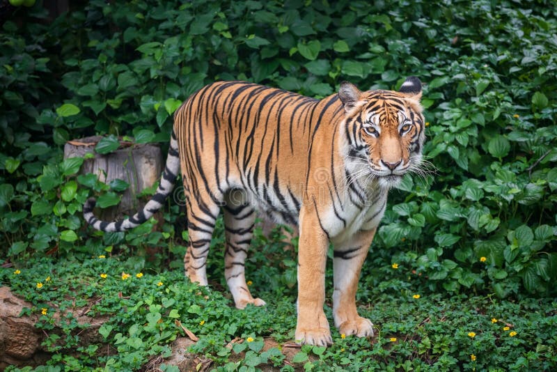 Portrait of Strong Tiger Standing in Forest Stock Photo - Image of ...