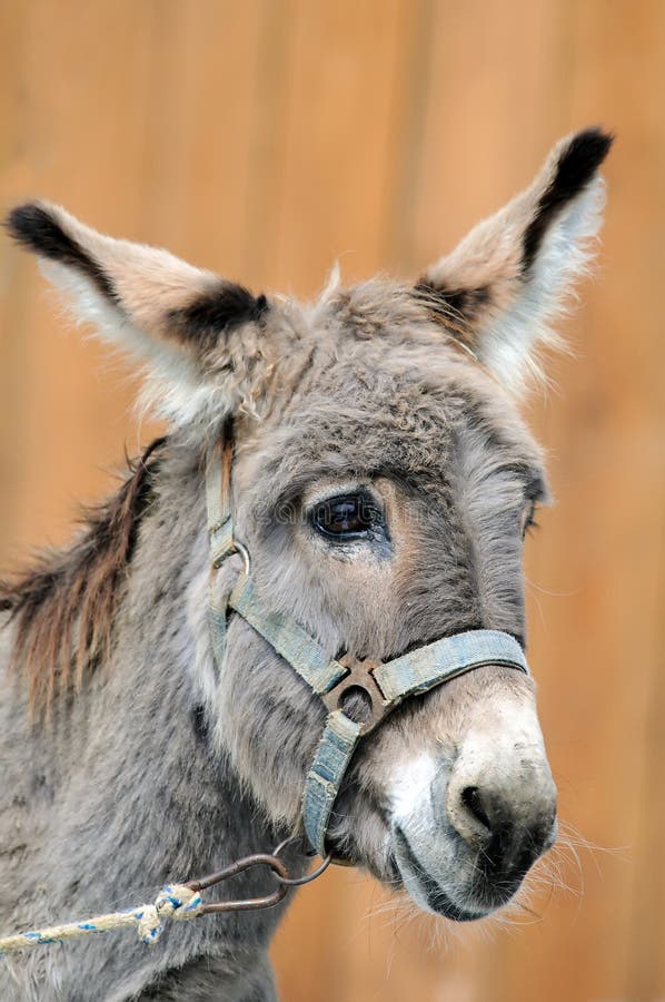 Portrait of a Donkey Laying on the Grass ,donkey Head Side View Stock ...