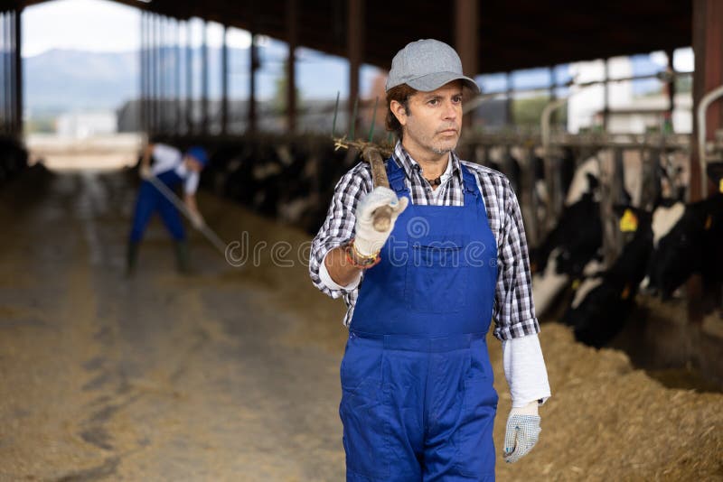 Portrait of Successful European Male Farmer Posing in Cowshed Stock ... Portrait of Successful European Male Farmer Posing in Cowshed Stock ...