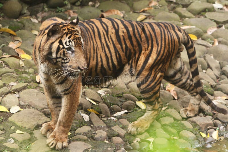 Portrait of a Sumatran Tiger Looking Back Stock Photo - Image of ...