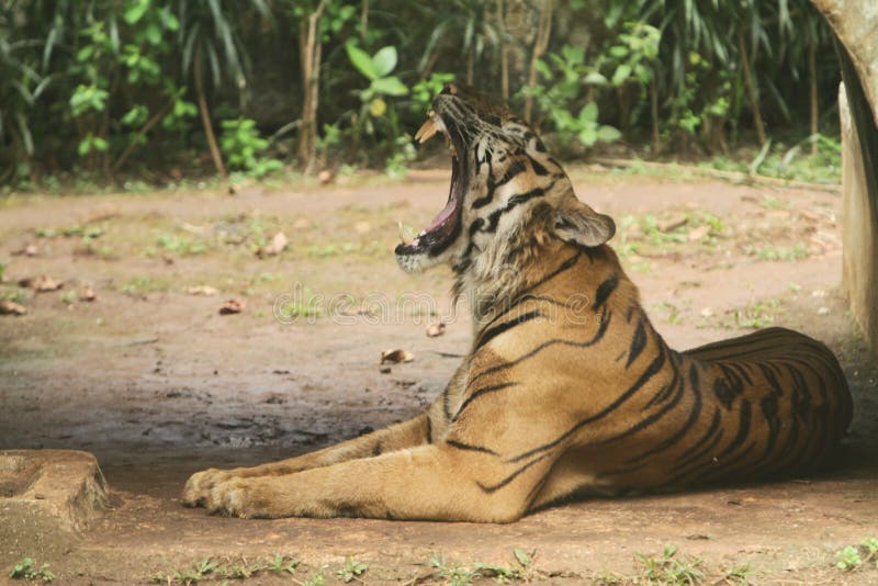 Portrait of a Sumatran Tiger Sitting in the Ground Stock Photo - Image ...